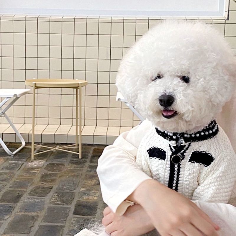 全城熱賣 | New Chanel dog clothes | Size : XS | HKTVmall The Largest HK ...